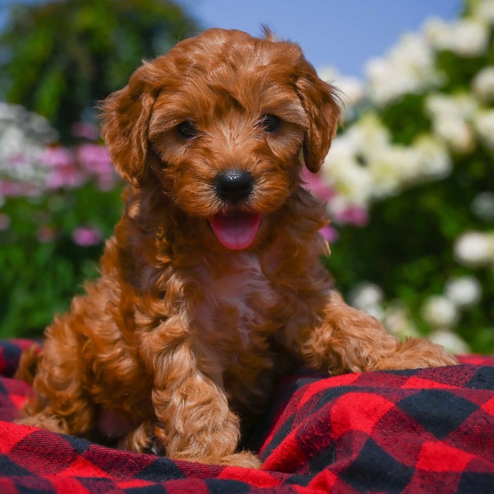 Female F1 Cavapoo Puppy for Sale | ID 6687-AB