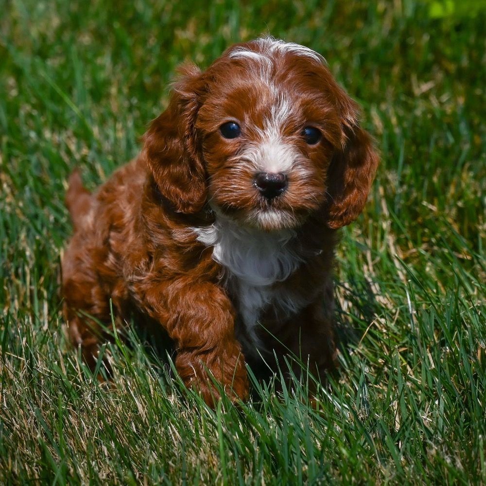 Female F1 Cavapoo Puppy for Sale | ID 6687-AB