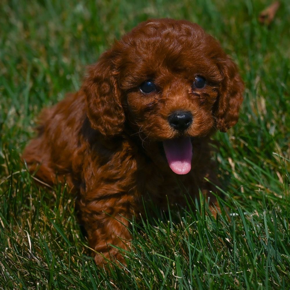 Female F1 Cavapoo Puppy for Sale | ID 6687-AB