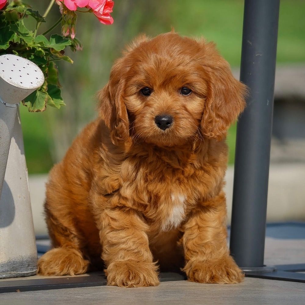 Female F1 Cavapoo Puppy for Sale | ID 6134-AB