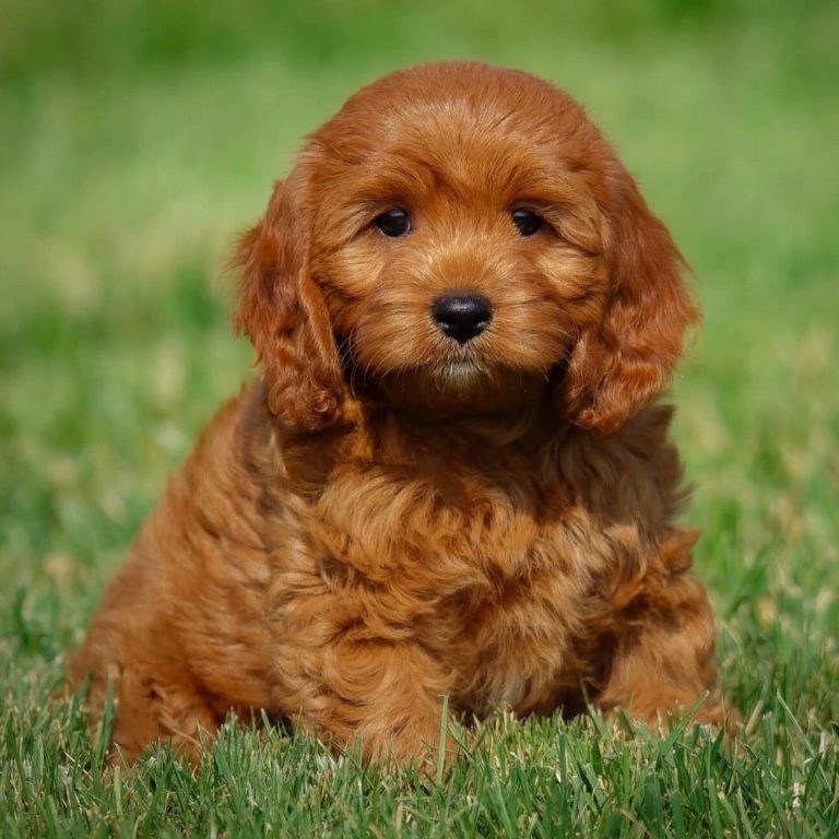 See All of Our Available Puppies and Bring Home a New Furry Friend