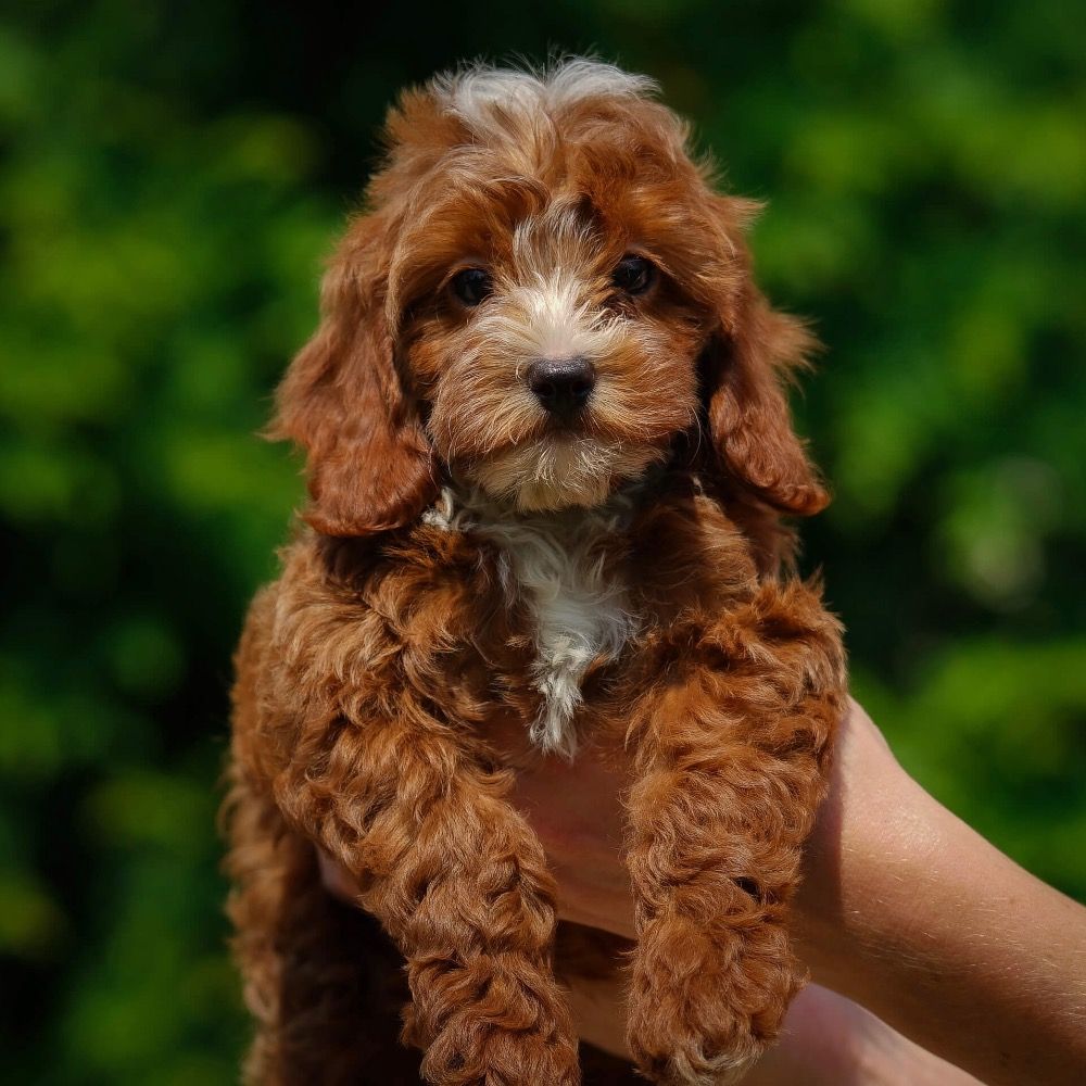 Female F1 Cavapoo Puppy for Sale | ID 6134-AB