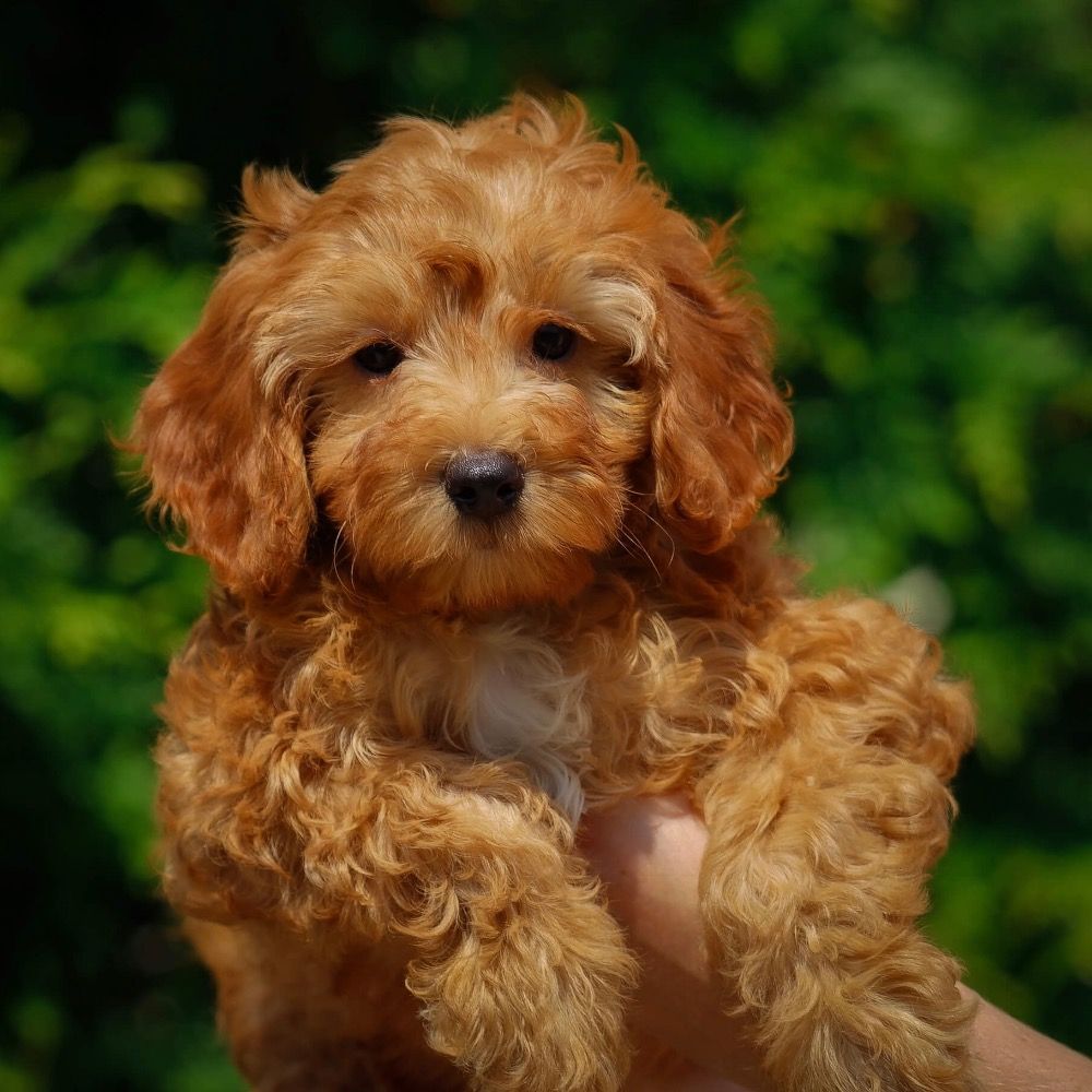 Female F1 Cavapoo Puppy for Sale | ID 6134-AB