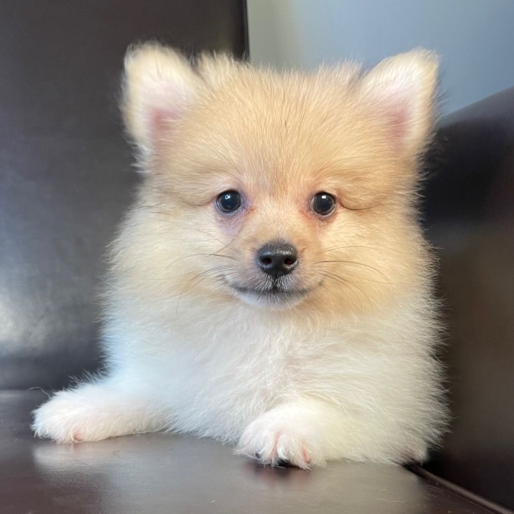 See All of Our Available Puppies and Bring Home a New Furry Friend