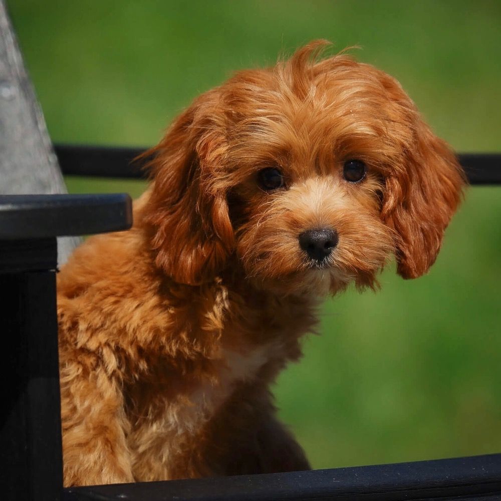 Female F1 Cavapoo Puppy for Sale | ID 6134-AB
