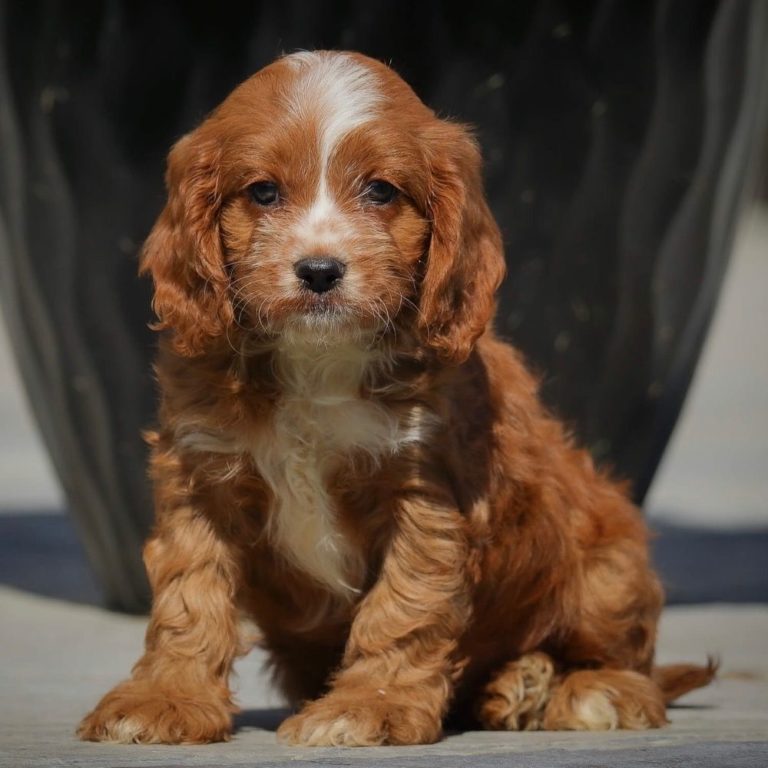 See All of Our Available Puppies and Bring Home a New Furry Friend