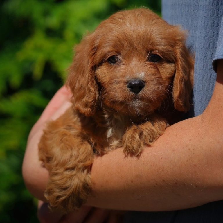 See All of Our Available Puppies and Bring Home a New Furry Friend