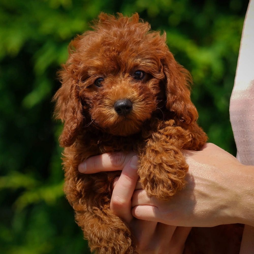 Female F1 Cavapoo Puppy for Sale | ID 6687-AB