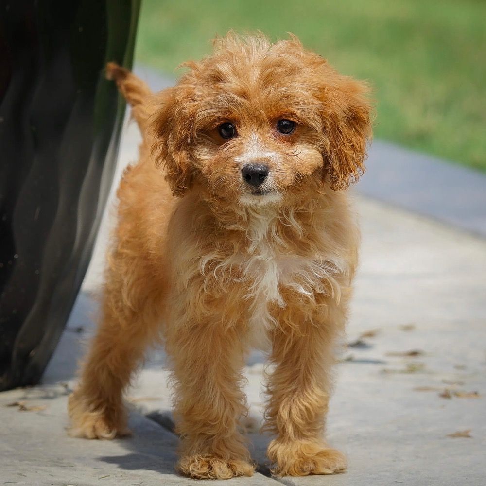 Female F1 Cavapoo Puppy for Sale | ID 6687-AB