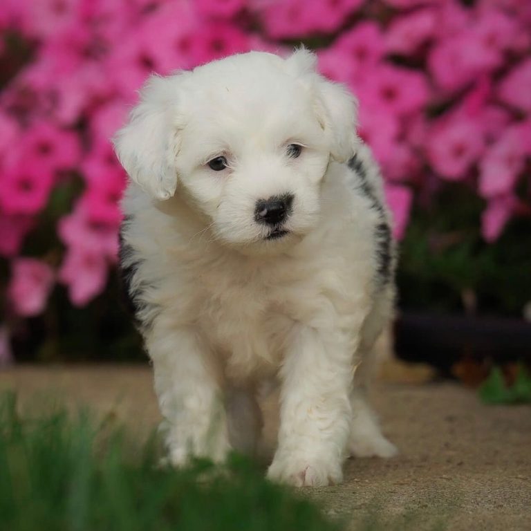 Female F1 Mini Sheepadoodle Puppy for Sale | ID 8839-EN