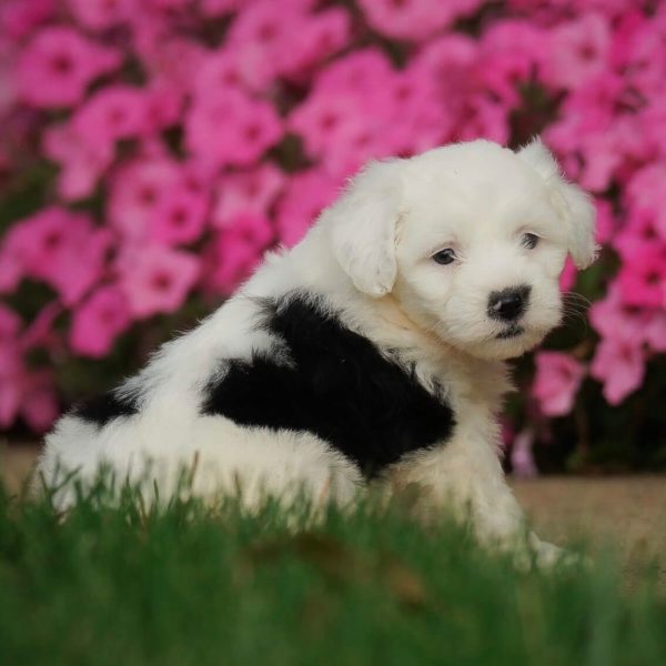 Female F1 Mini Sheepadoodle Puppy for Sale | ID 8839-EN
