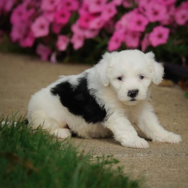 Female F1 Mini Sheepadoodle Puppy for Sale | ID 8839-EN