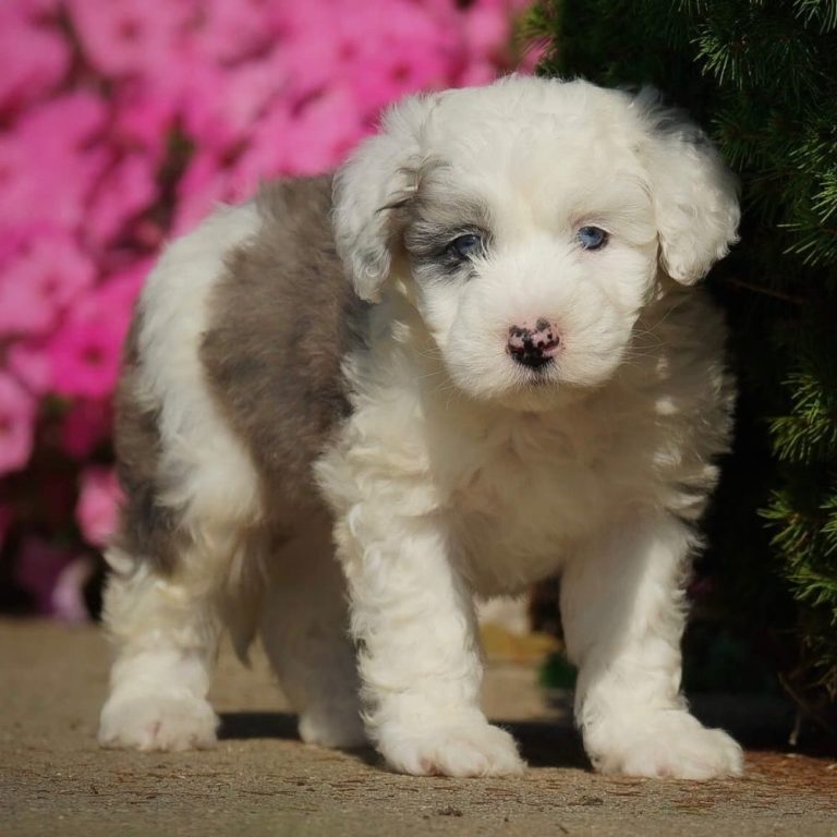 Male F1 Mini Sheepadoodle Puppy for Sale | ID 8835-EN