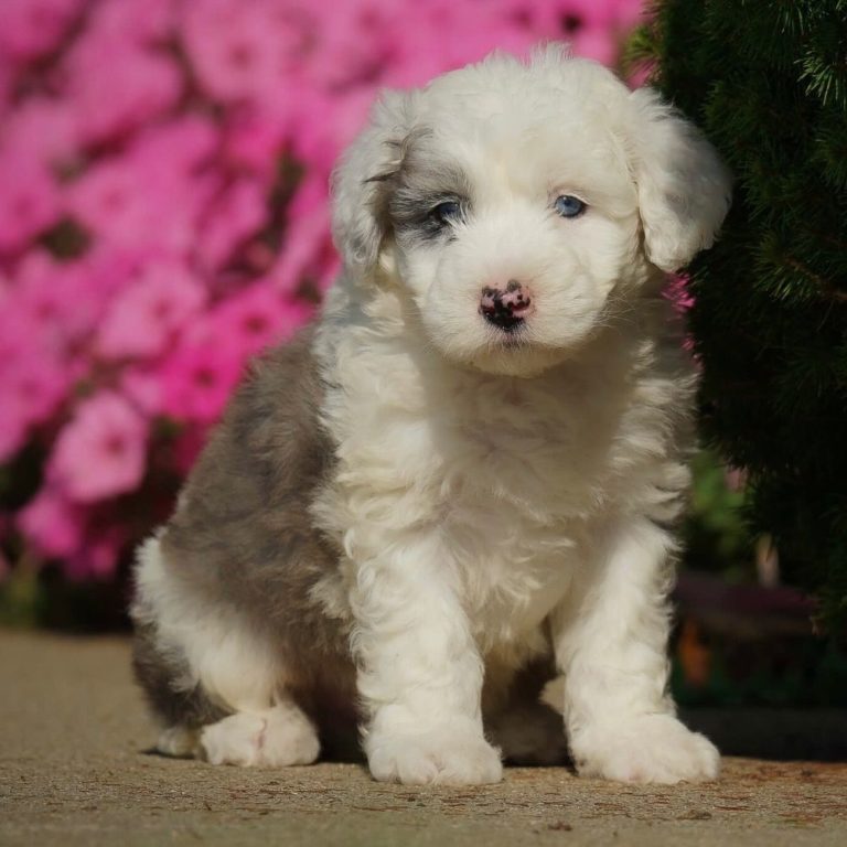 Male F1 Mini Sheepadoodle Puppy for Sale | ID 8835-EN