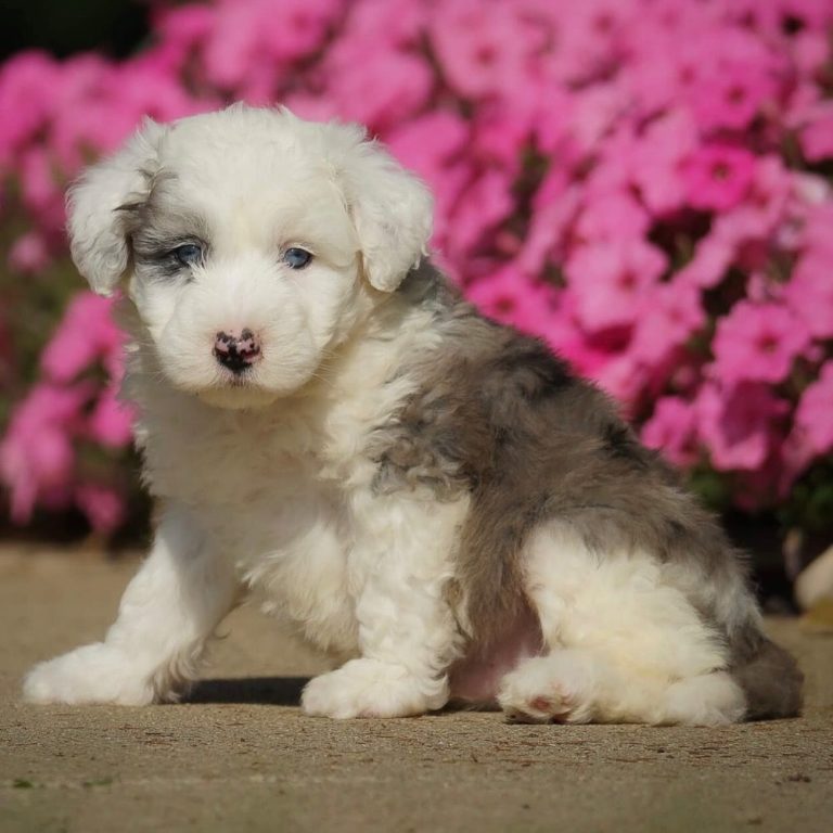 Male F1 Mini Sheepadoodle Puppy for Sale | ID 8835-EN