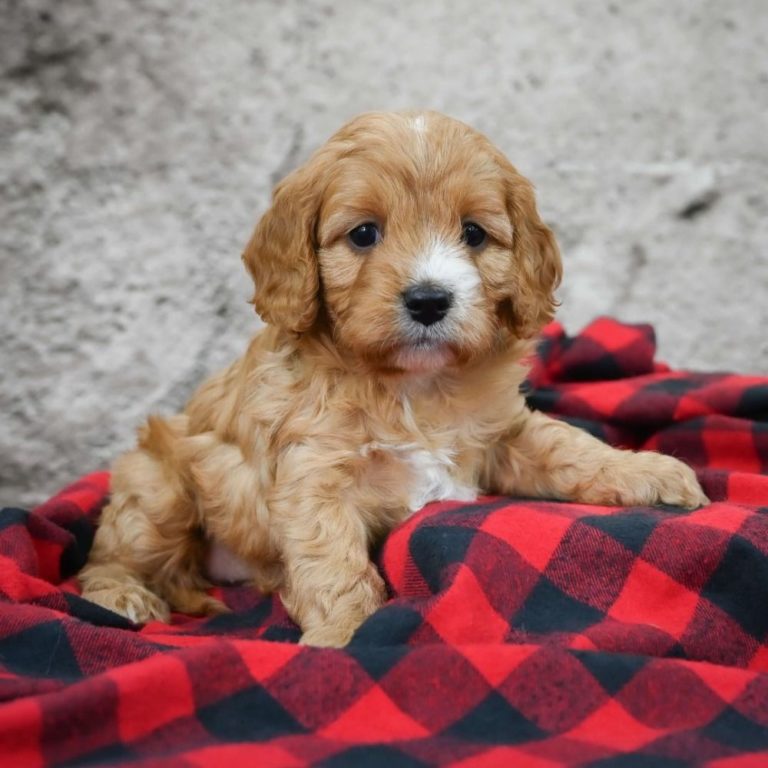 Female F1 Cavapoo Puppy for Sale | ID 6177-BW