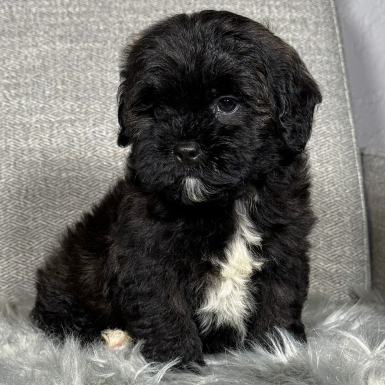 Male F1 Shihpoo Puppy for Sale | ID 6798-SA
