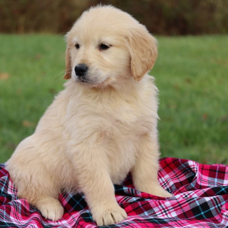 Female Golden Retriever Puppy for Sale | ID 4533-KMRM