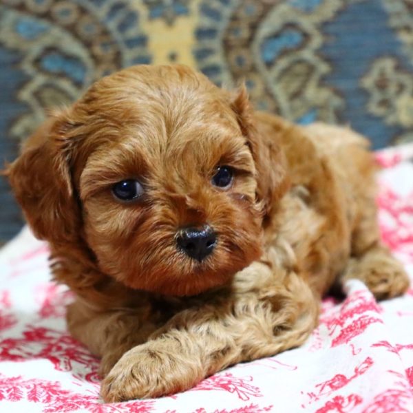 Male F1b Cavapoo Puppy for Sale | ID 8471-LB