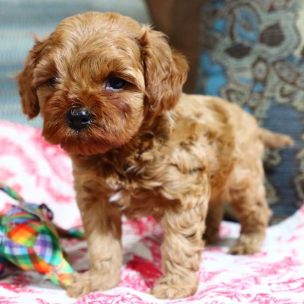 Male F1b Cavapoo Puppy for Sale | ID 8471-LB