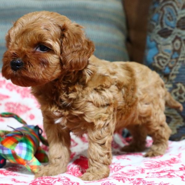 Male F1b Cavapoo Puppy for Sale | ID 8471-LB