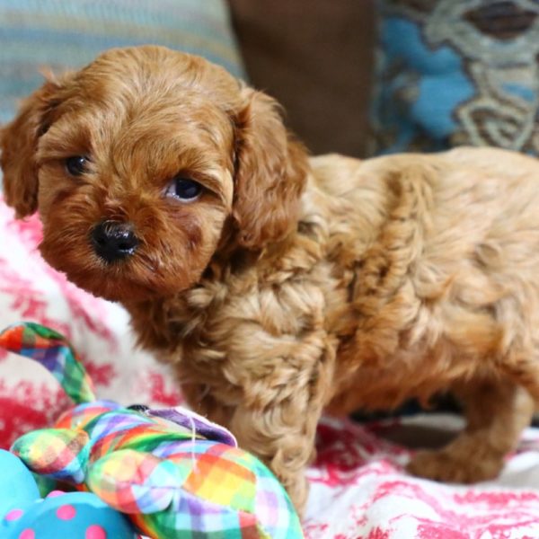 Male F1b Cavapoo Puppy for Sale | ID 8471-LB