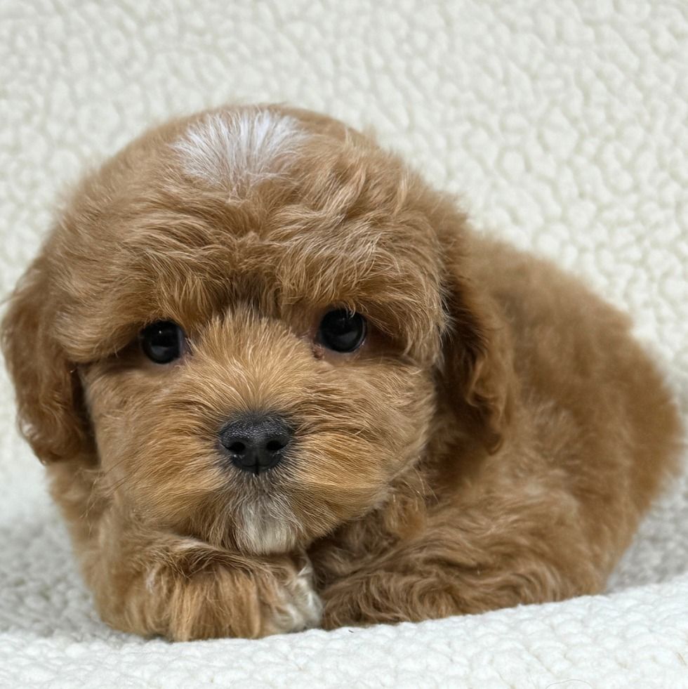 See All of Our Available Puppies and Bring Home a New Furry Friend