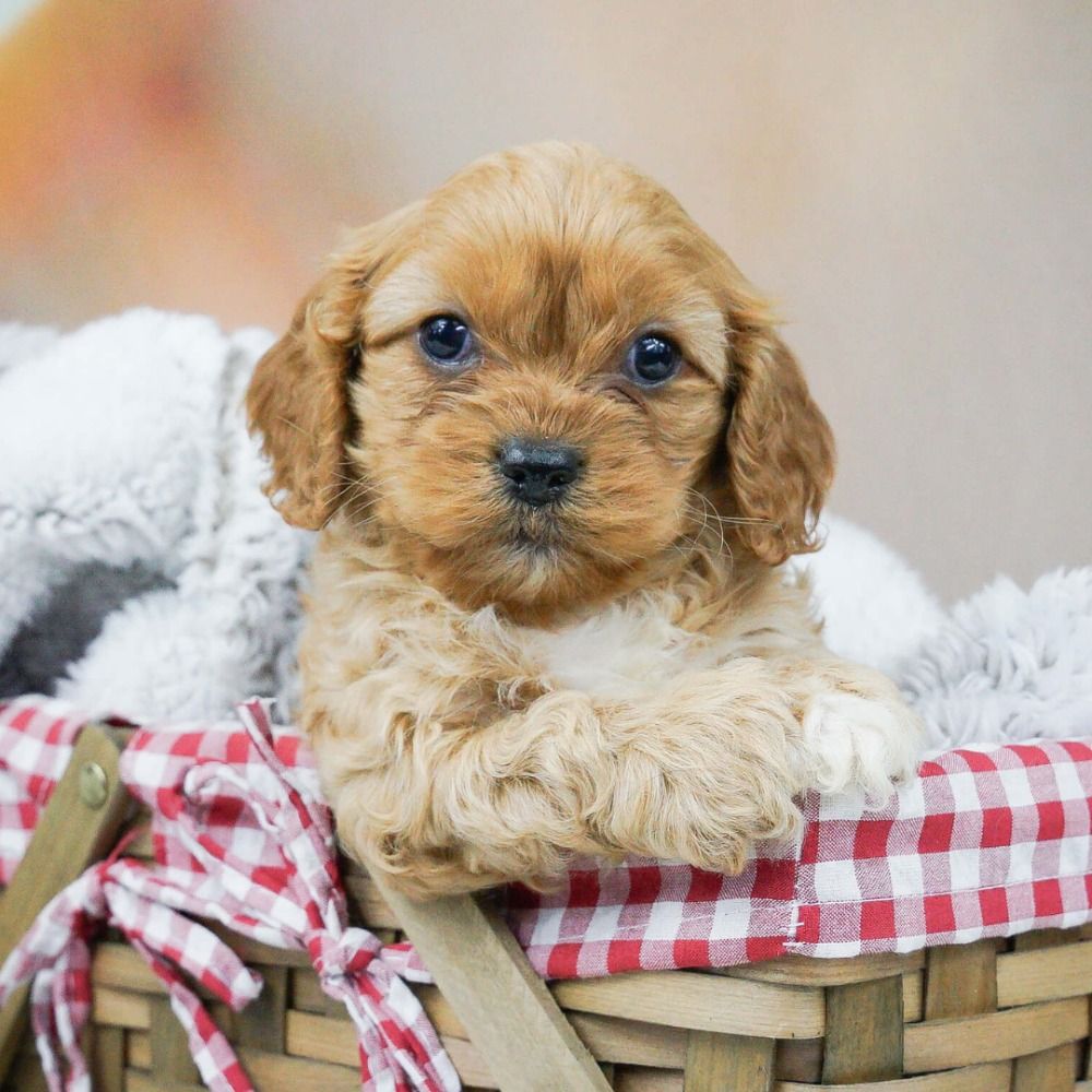 Cavapoo Puppies for Sale in NYC | Cute, Hypoallergenic and Easy to Train