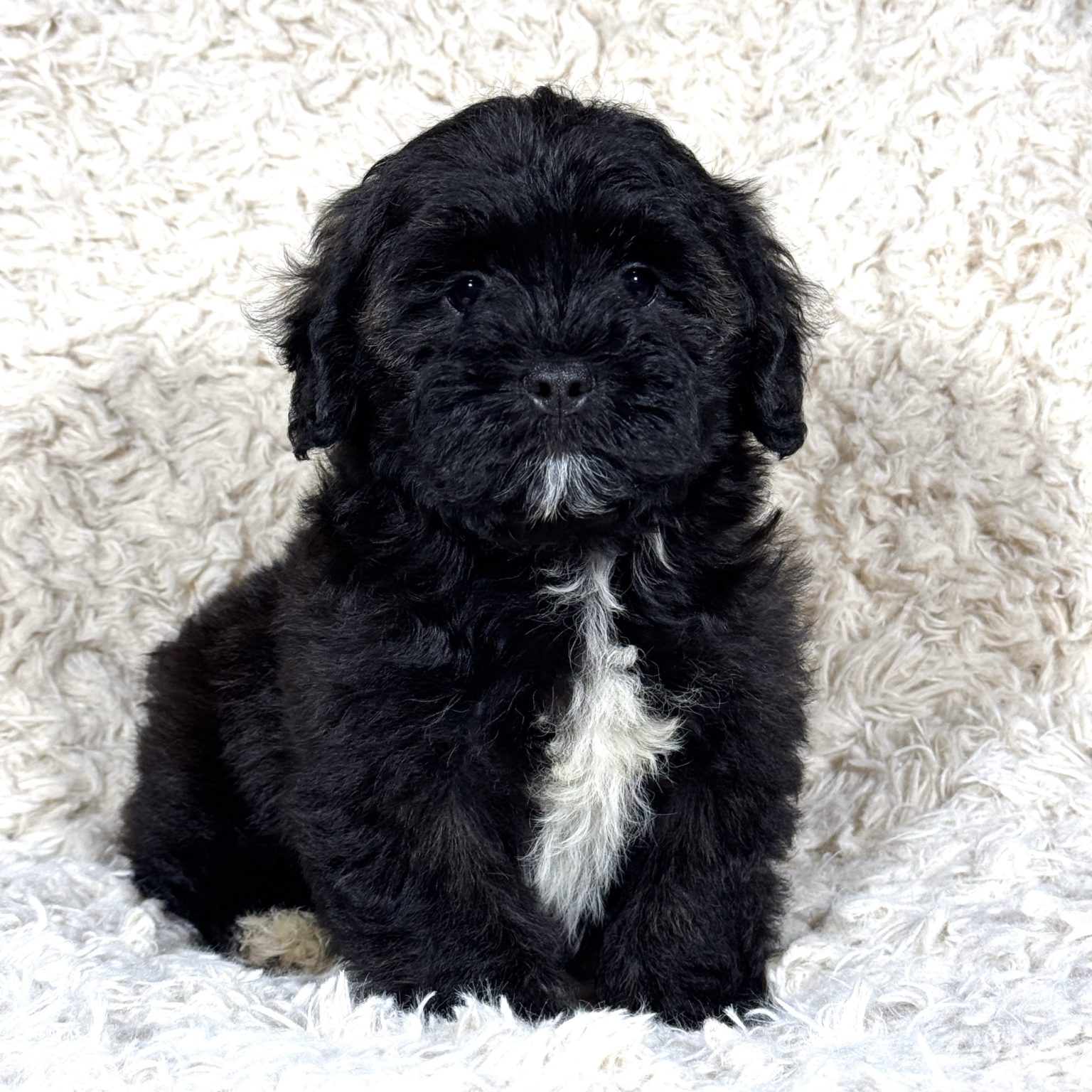 See All of Our Available Puppies and Bring Home a New Furry Friend