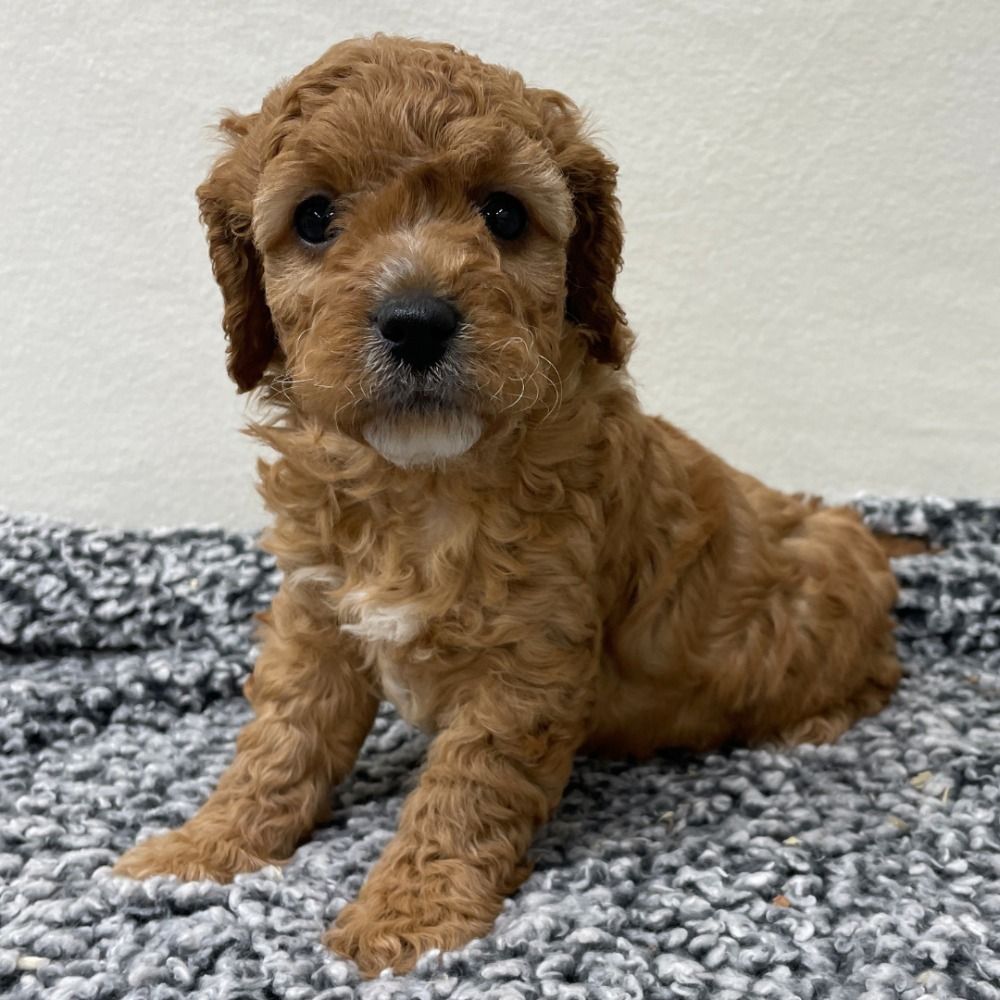 Cavapoo Puppies for Sale in NYC | Cute, Hypoallergenic and Easy to Train