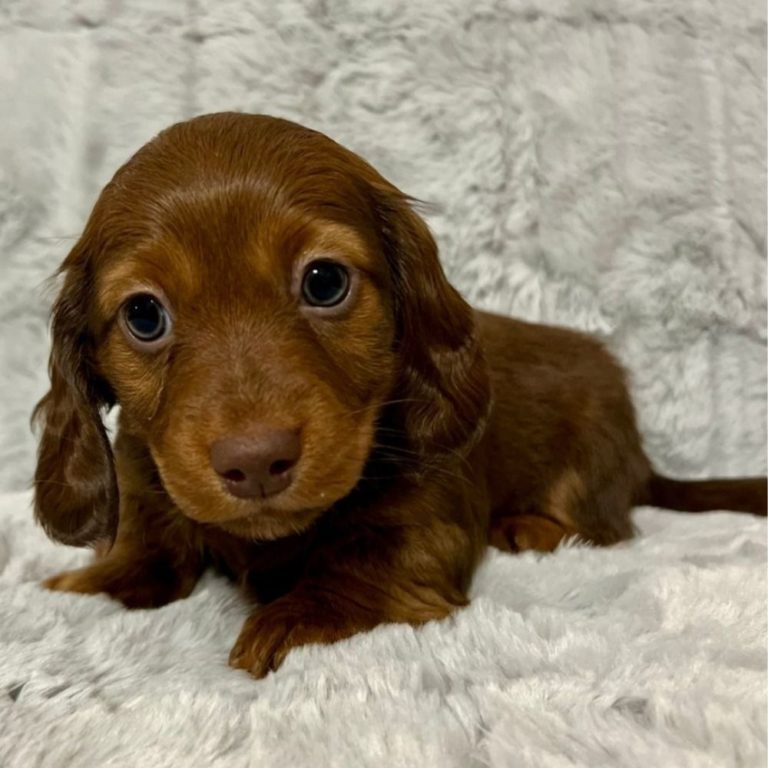 Female Mini Dachshund Puppy for Sale | ID 6985-CCS