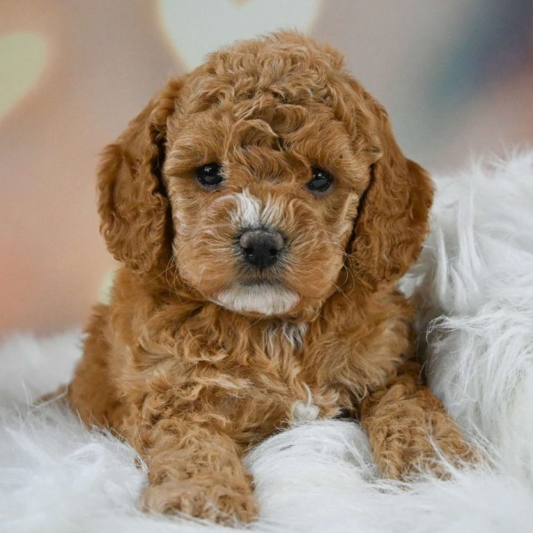 Female Miniature Poodle Puppy for Sale | ID 1296-AH