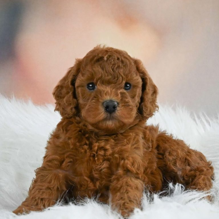 Female Miniature Poodle Puppy for Sale | ID 1297-AH