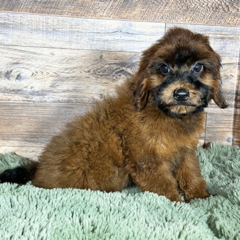 Male F1b Cockapoo Puppy for Sale | ID 6734-SA