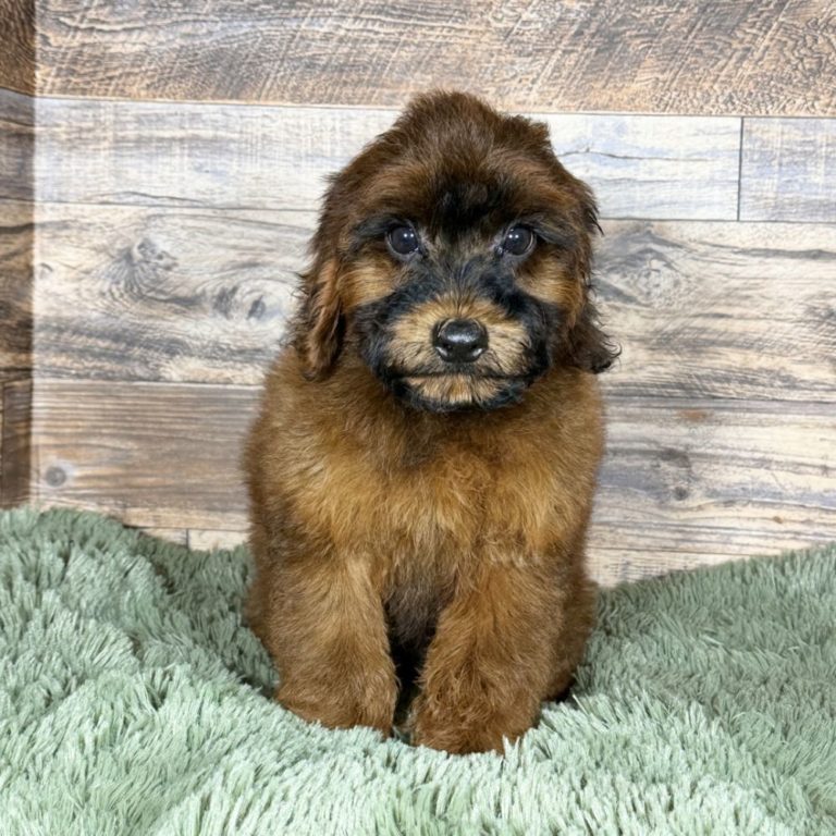 Male F1b Cockapoo Puppy for Sale | ID 6734-SA