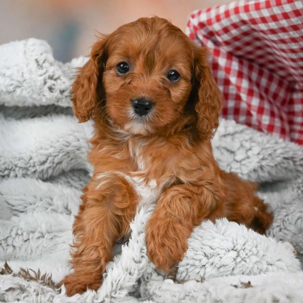 Available Puppies – Puppies for Sale Near Me | Central Park Puppies