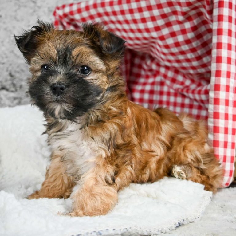 Female Morkie Puppy for Sale | ID 5996-AY
