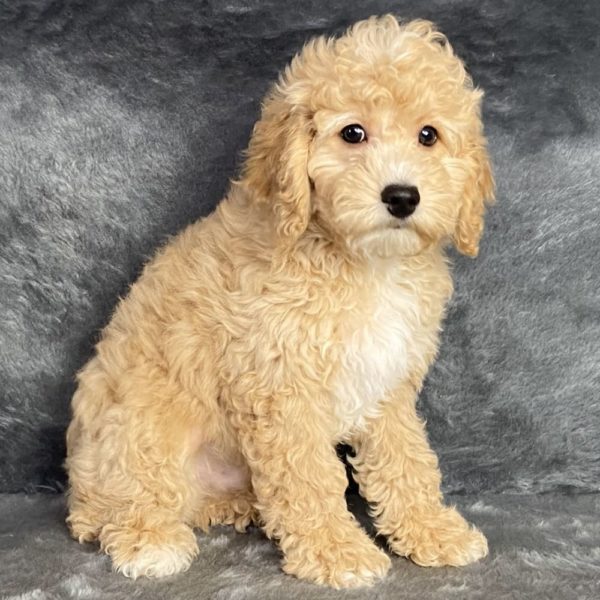 Male F1b Cockapoo Puppy for Sale | ID 5256-DBE