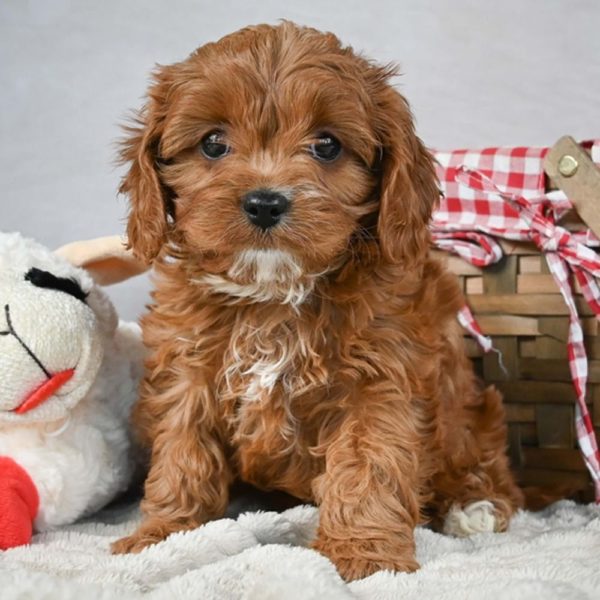 Female F1 Cavapoo Puppy for Sale | ID 6080-AB