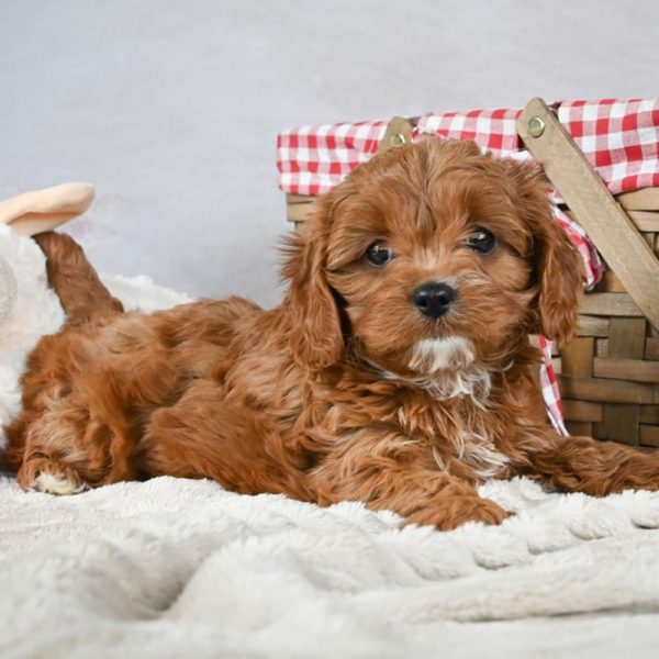 Female F1 Cavapoo Puppy for Sale | ID 6080-AB