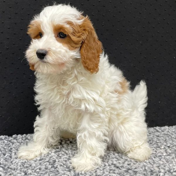Female F1b Cavapoo Puppy for Sale | ID 6272-BW