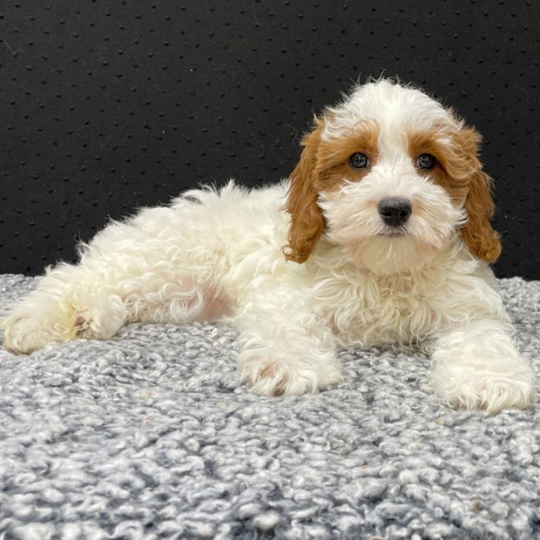 Female F1b Cavapoo Puppy for Sale | ID 6272-BW