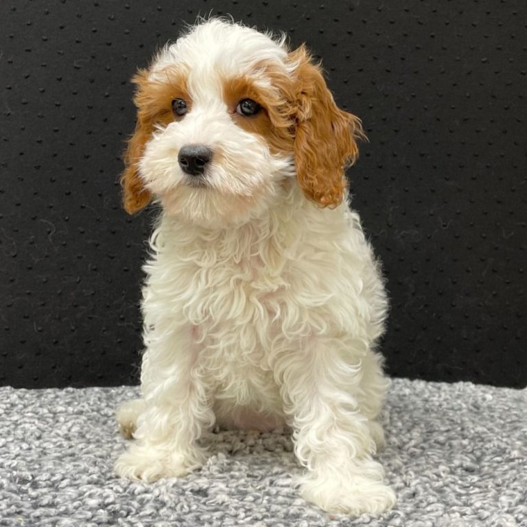Female F1b Cavapoo Puppy for Sale | ID 6272-BW