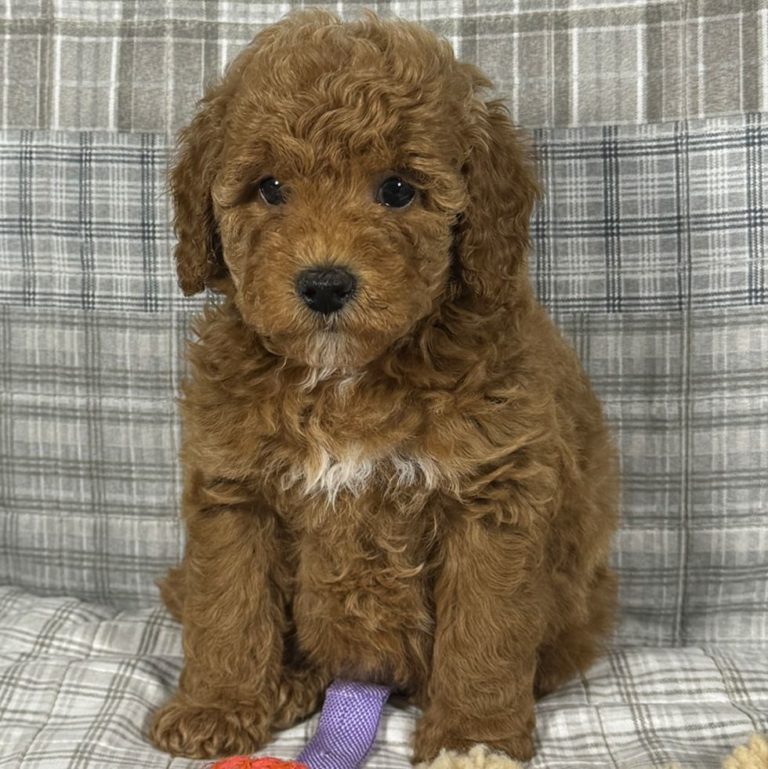 Female Toy Poodle Puppy for Sale | ID 5866-LLB