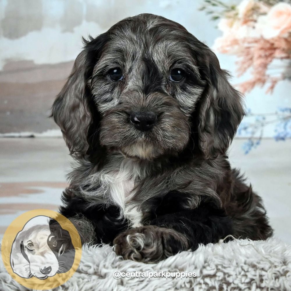 Cockapoo Puppies for Sale Near Me | Central Park Puppies