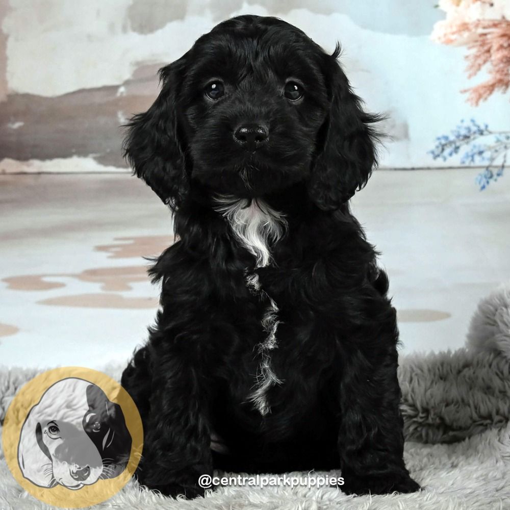 Cockapoo Puppies for Sale Near Me | Central Park Puppies
