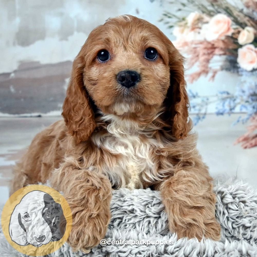 Cockapoo Puppies for Sale Near Me | Central Park Puppies