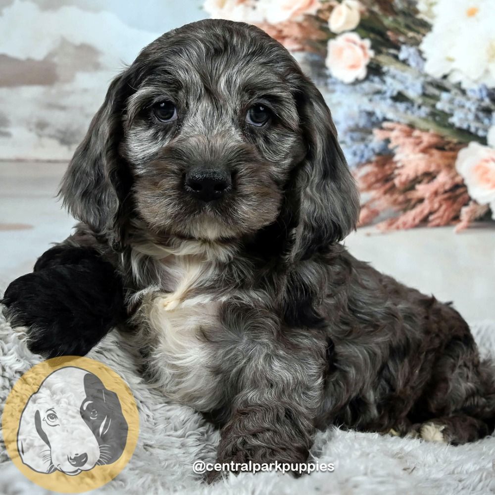 Cockapoo Puppies for Sale Near Me | Central Park Puppies