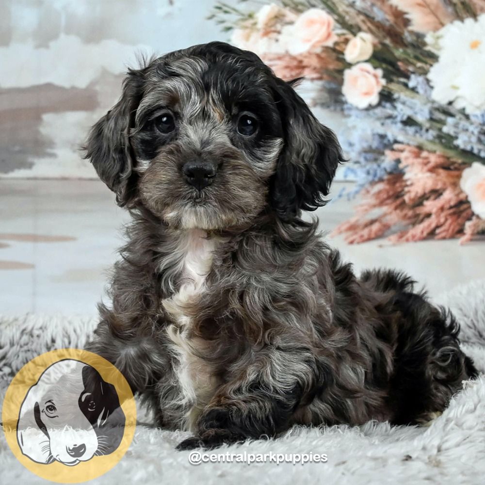 Cockapoo Puppies for Sale Near Me | Central Park Puppies