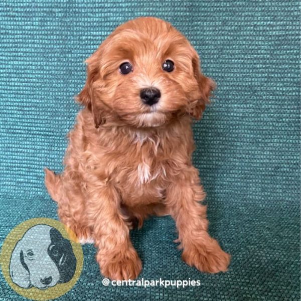 Male F1b Cavapoo Puppy for Sale | ID 9102-DBE